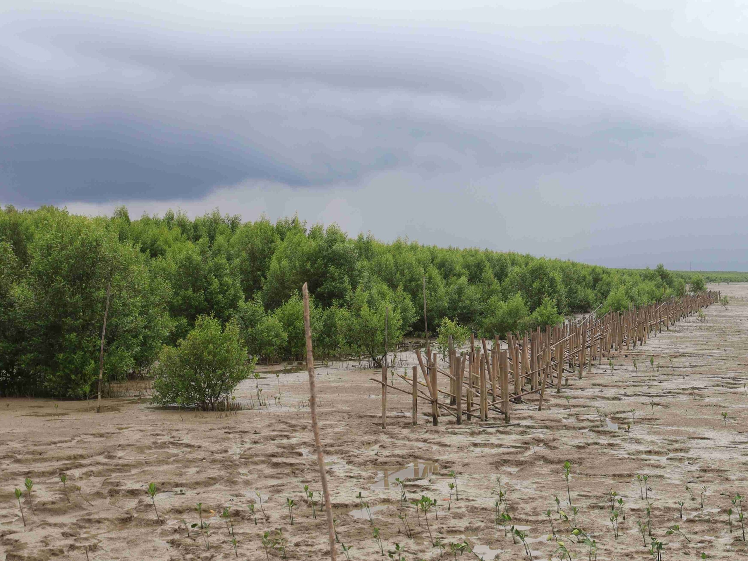 Green Carbon, PT PIL Sign MoU to Develop Mangrove-Based Carbon Projects ...