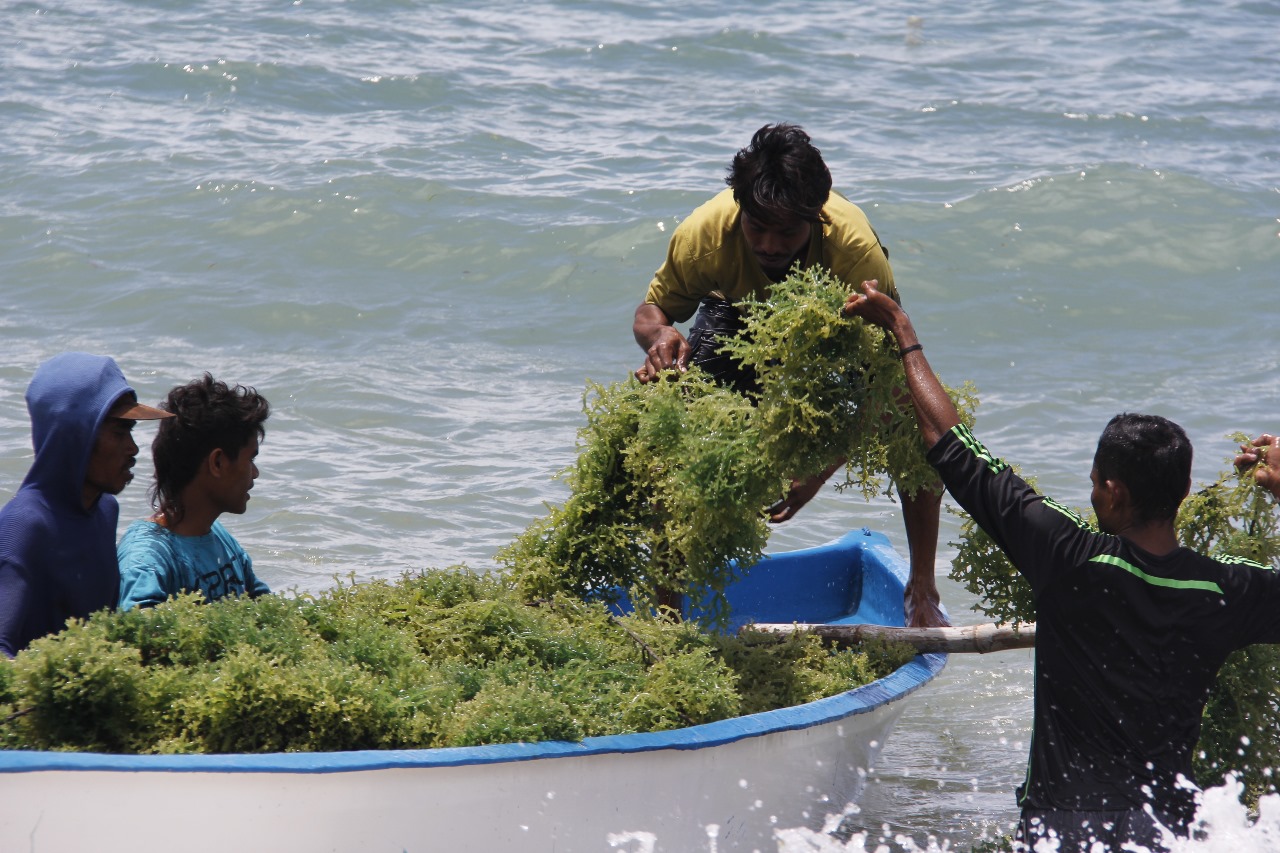 Terratai Tanam Investasi di Birufinery, Perluas Model Rumput Laut ...